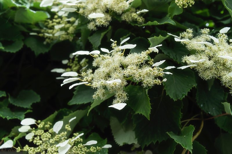 Campanula,Delphinium｜elica.