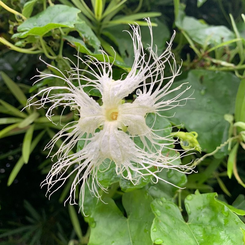 2023/6/15 浜北区で見つけたもの #カラスウリの花｜NicePapa 平野 尚志