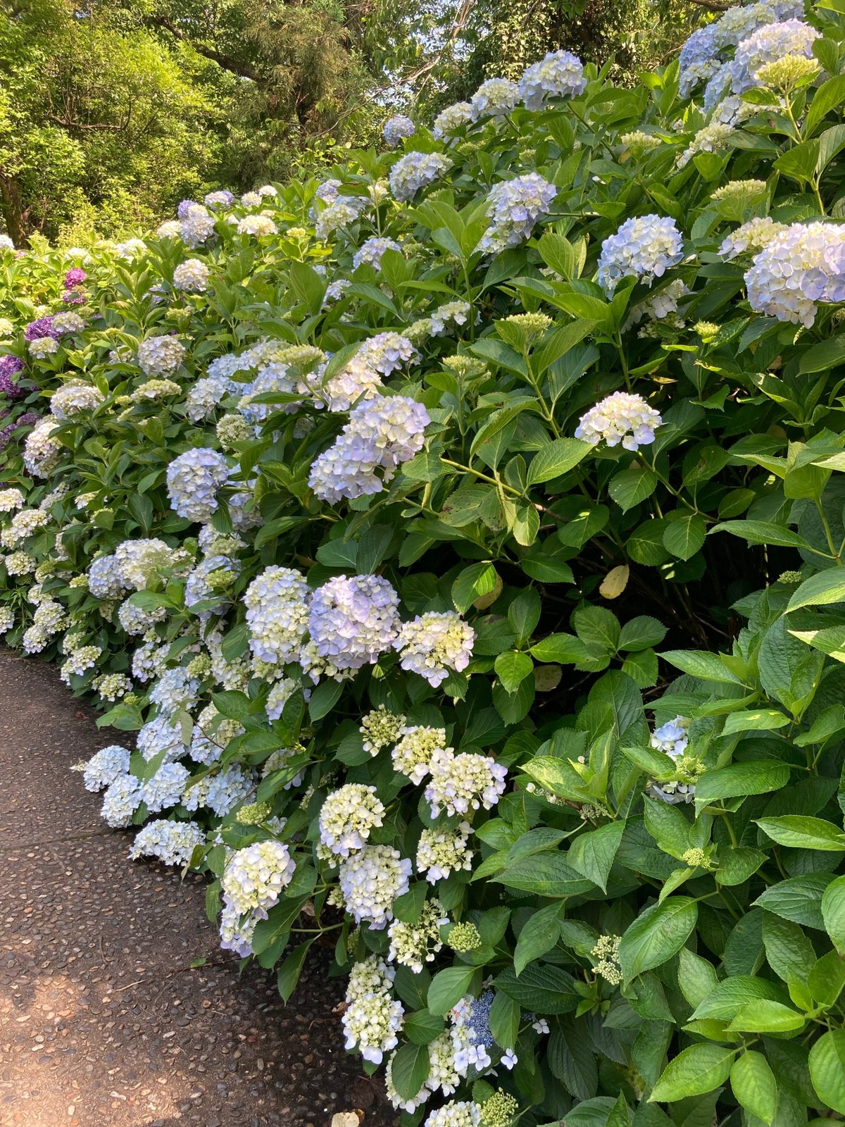 紫陽花＆菖蒲＆アゲハ蝶の幼虫｜chisa-rim