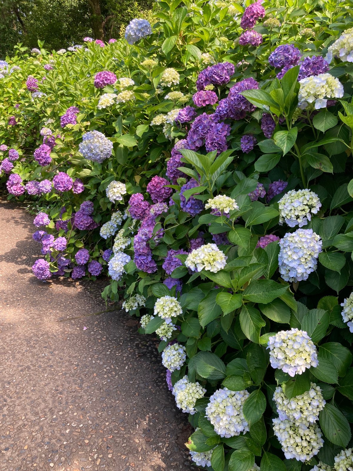 紫陽花＆菖蒲＆アゲハ蝶の幼虫｜chisa-rim