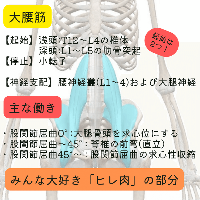 【腸腰筋】解剖学・起始停止と神経支配、働き|伊藤陵亮【整体×ヨガ×読書】