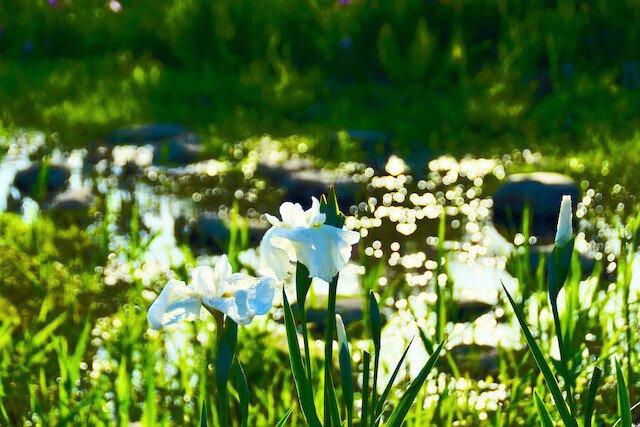 瓢湖のあやめ園｜charu_mobile