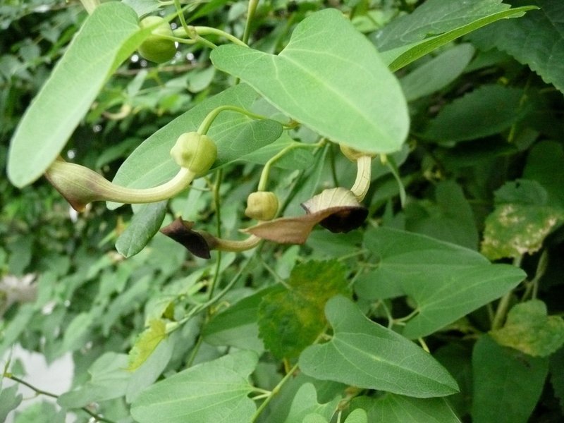 ウマノスズクサ｜Tetsuya Maeda
