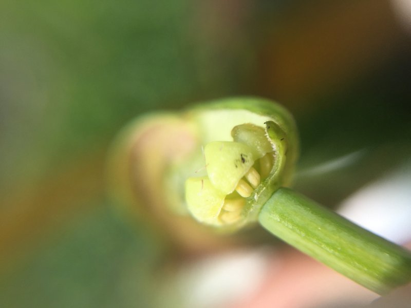 ウマノスズクサ｜Tetsuya Maeda