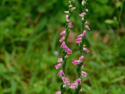 初夏の点描｜©️Hideki_Matsuo