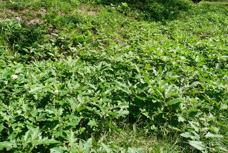 トゲだらけ ワルナスビ｜Tetsuya Maeda