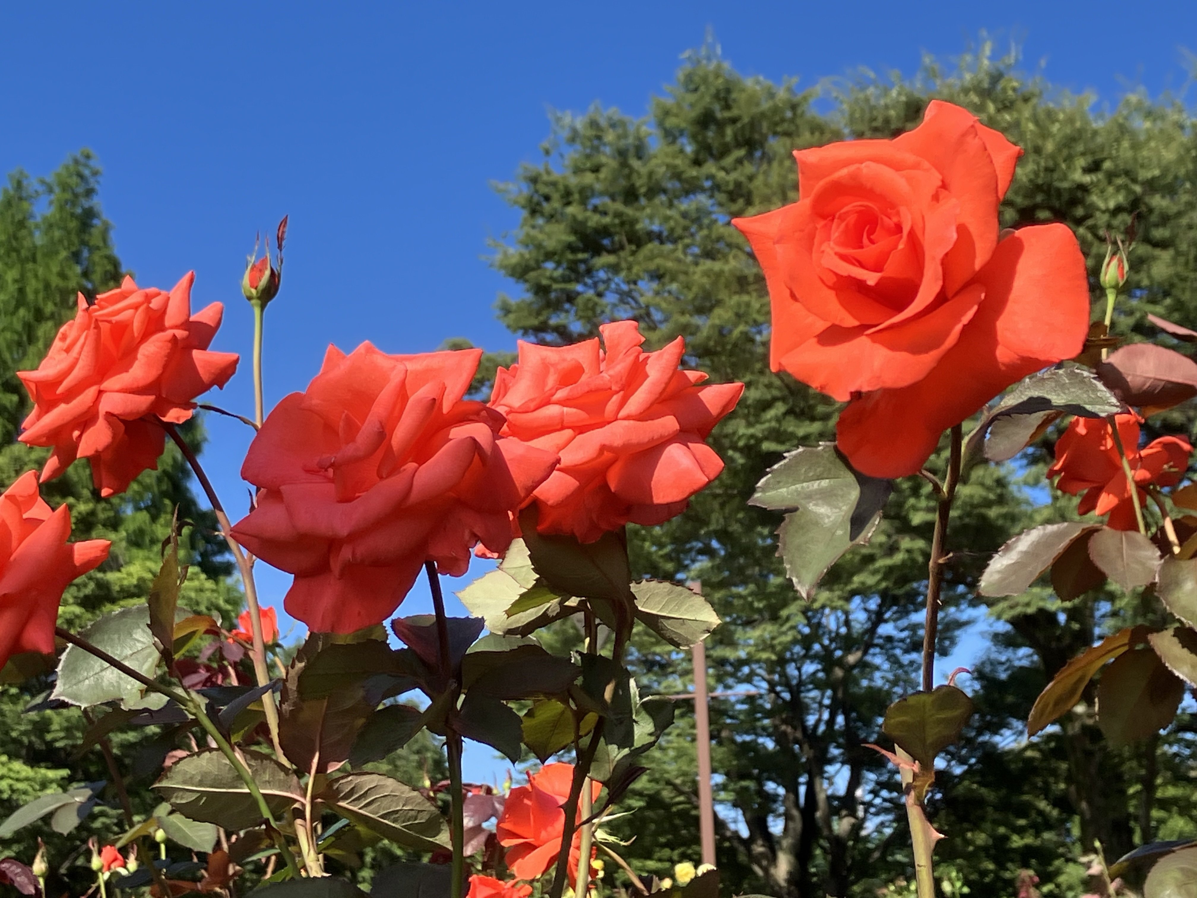 公園にて｜poporin