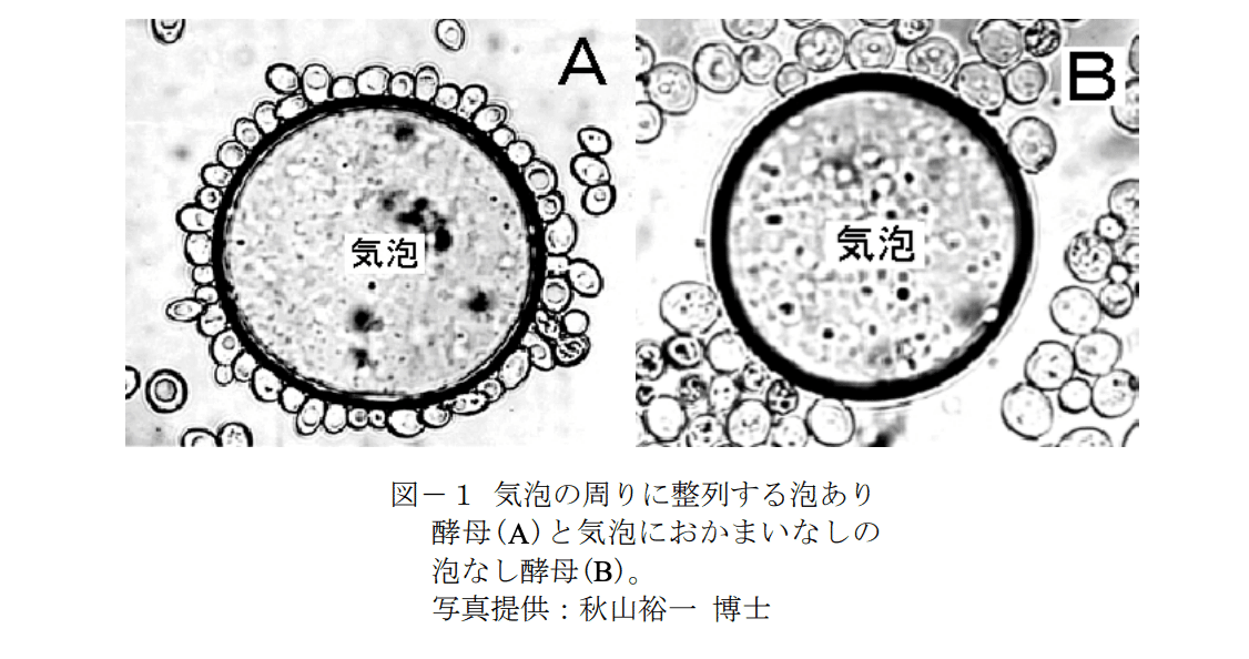 #45 泡なし酵母について｜soncho_sake