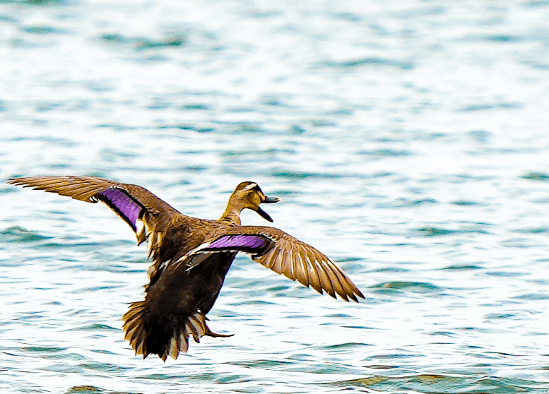 【野鳥】6月24日探鳥｜Chacoder