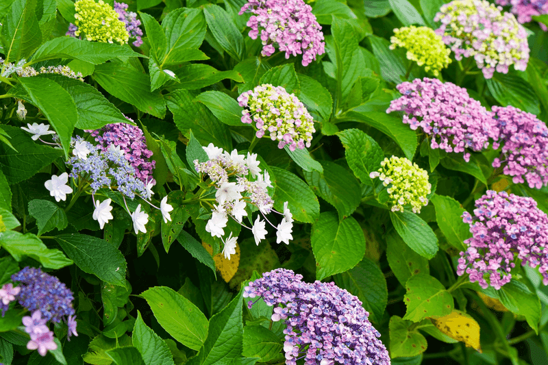 【野鳥】6月24日探鳥｜Chacoder