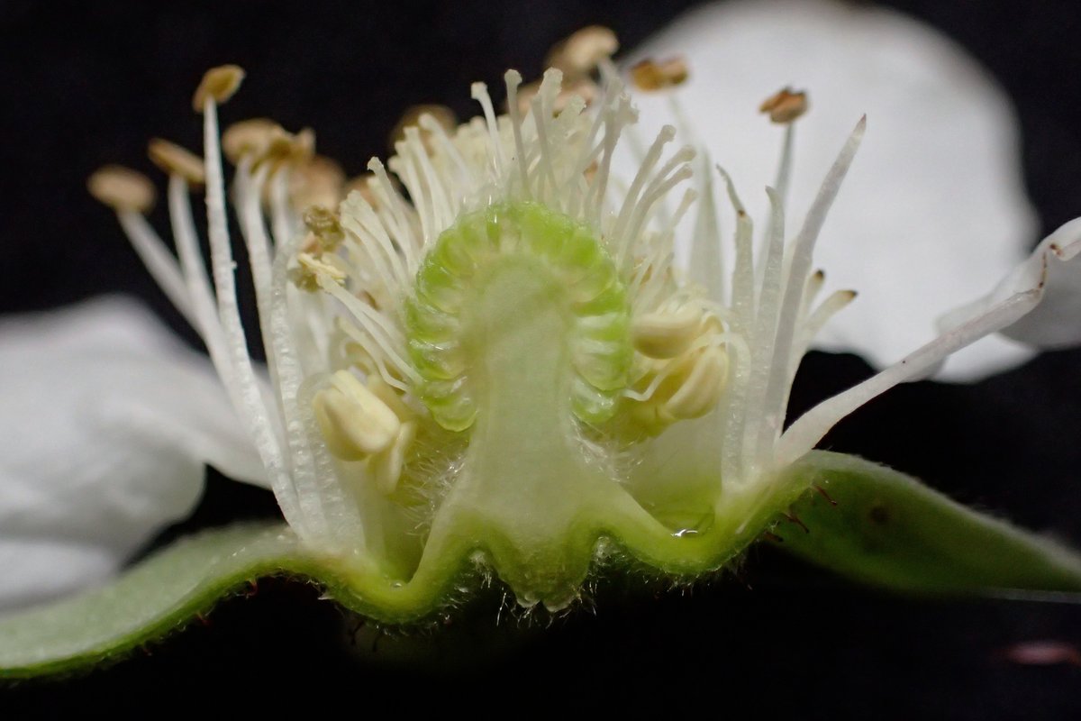 採る時は気をつけてね クサイチゴ｜Tetsuya Maeda