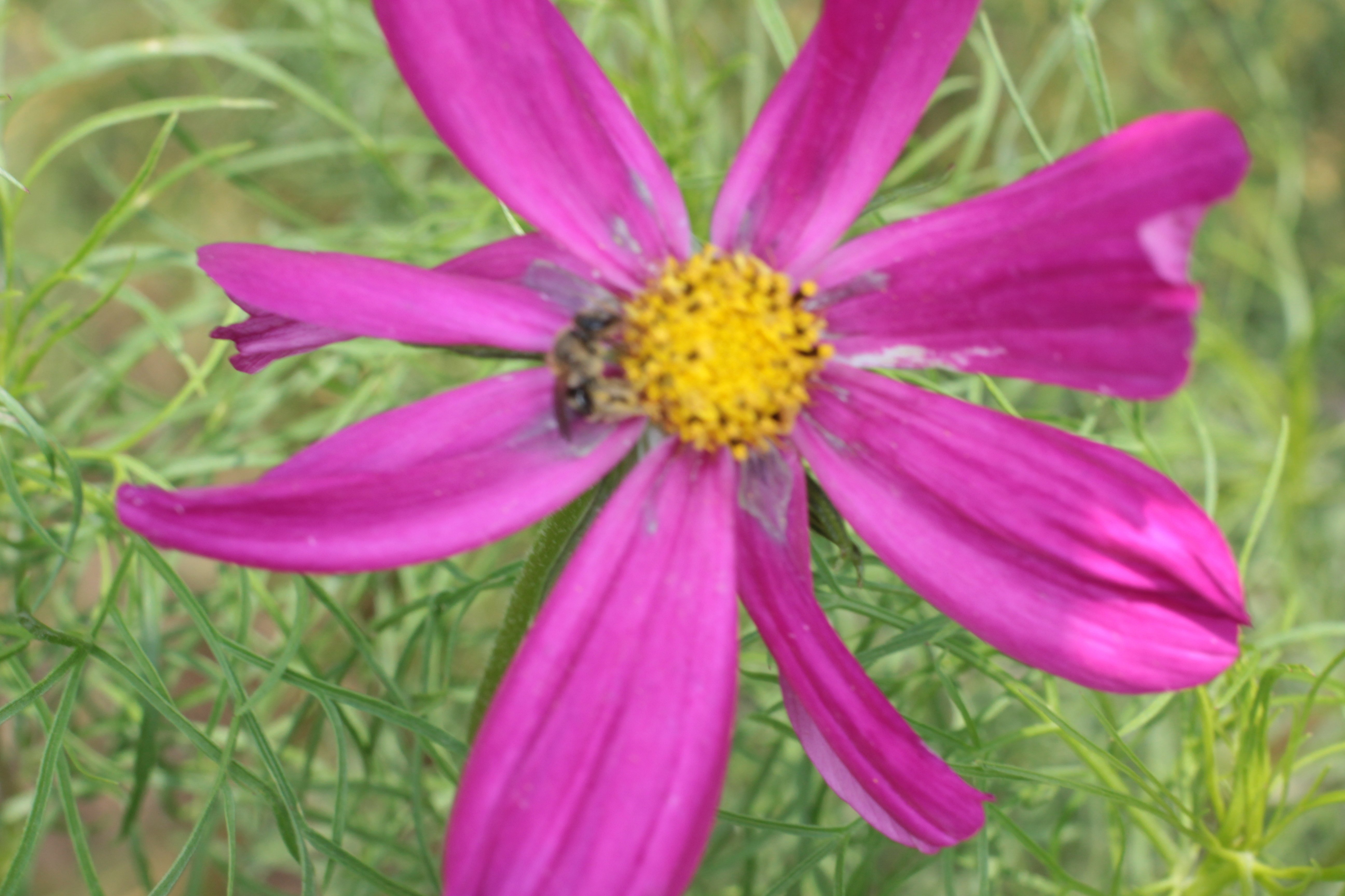 拙者は接写が好きでござるVer3｜kenji_comp