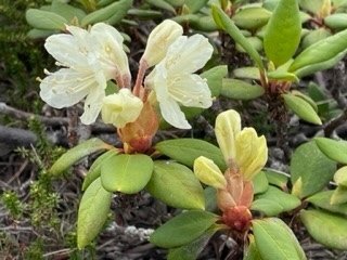 旭岳 お花の旅｜Azuko