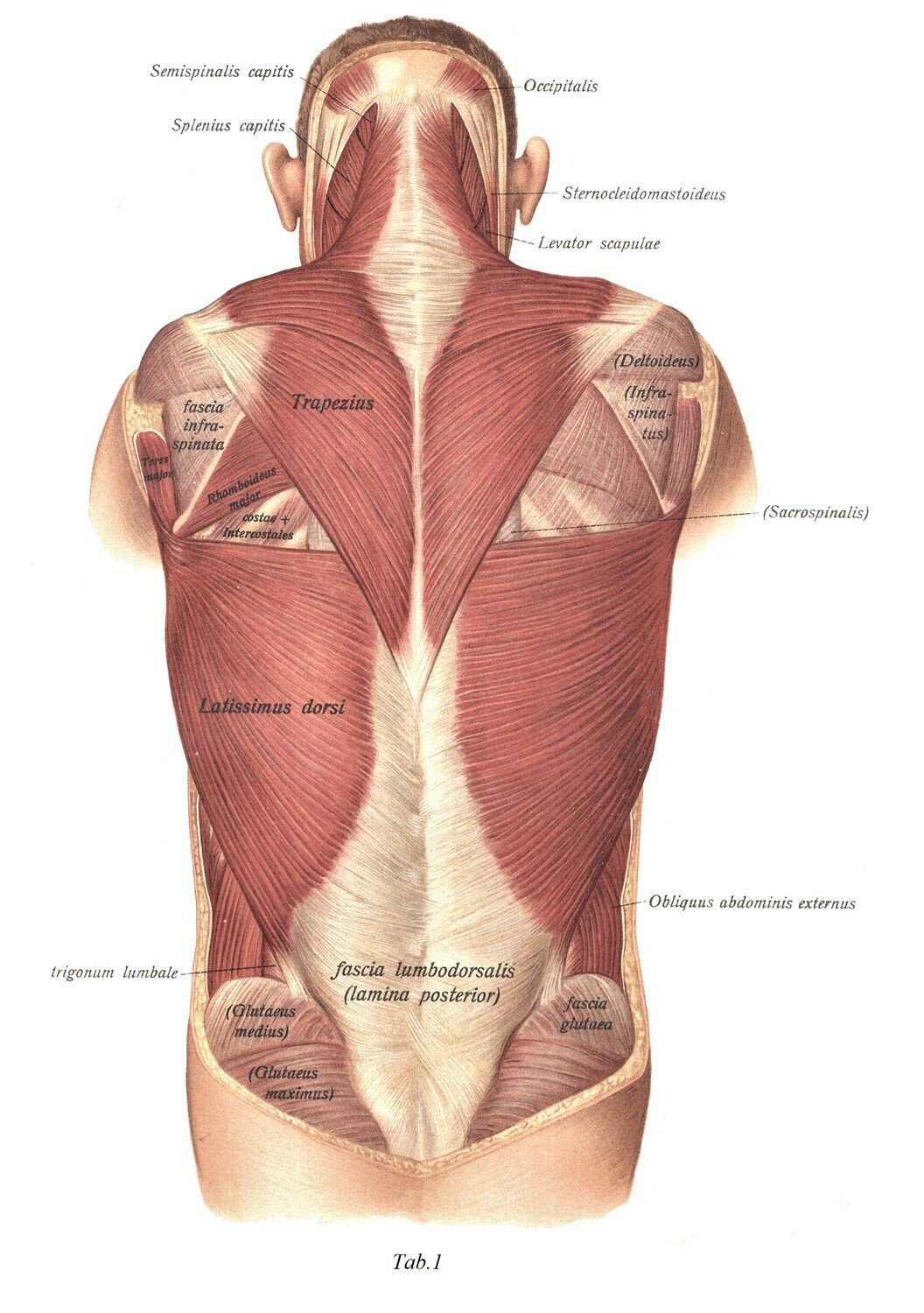 Rückenmuskeln, musculi dorsi｜anatomia