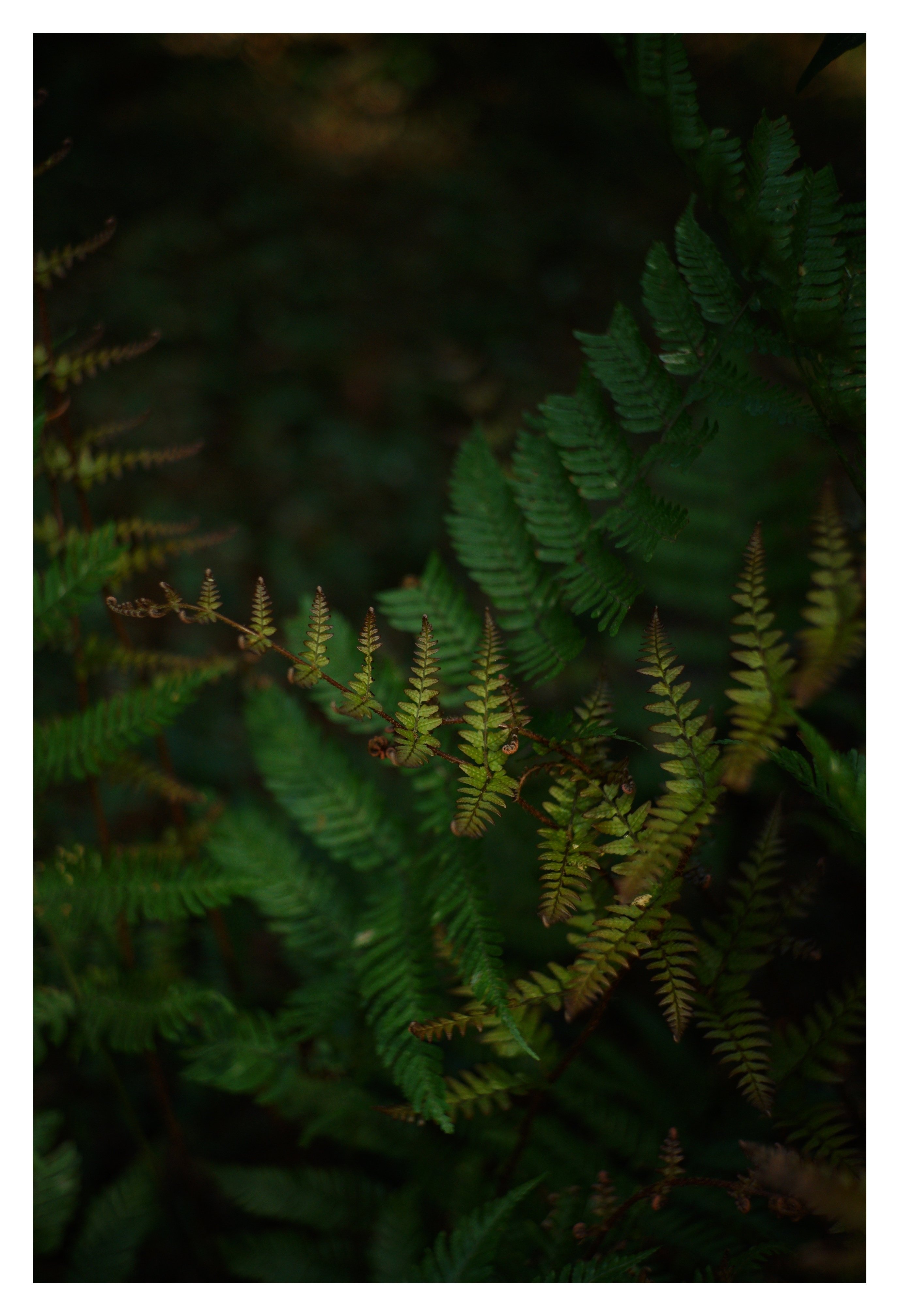 アーカイブ｜shin ikegami