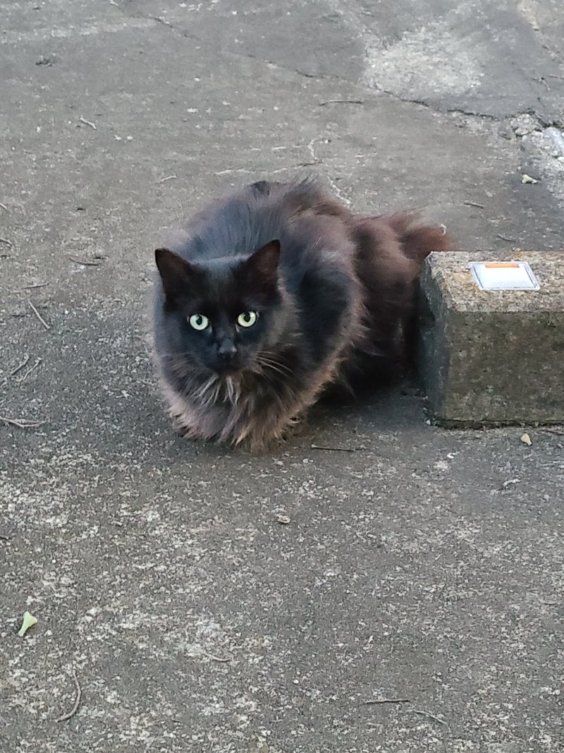 ねこ溜まった｜ユウキ・ミズハラ（ADVANCE）