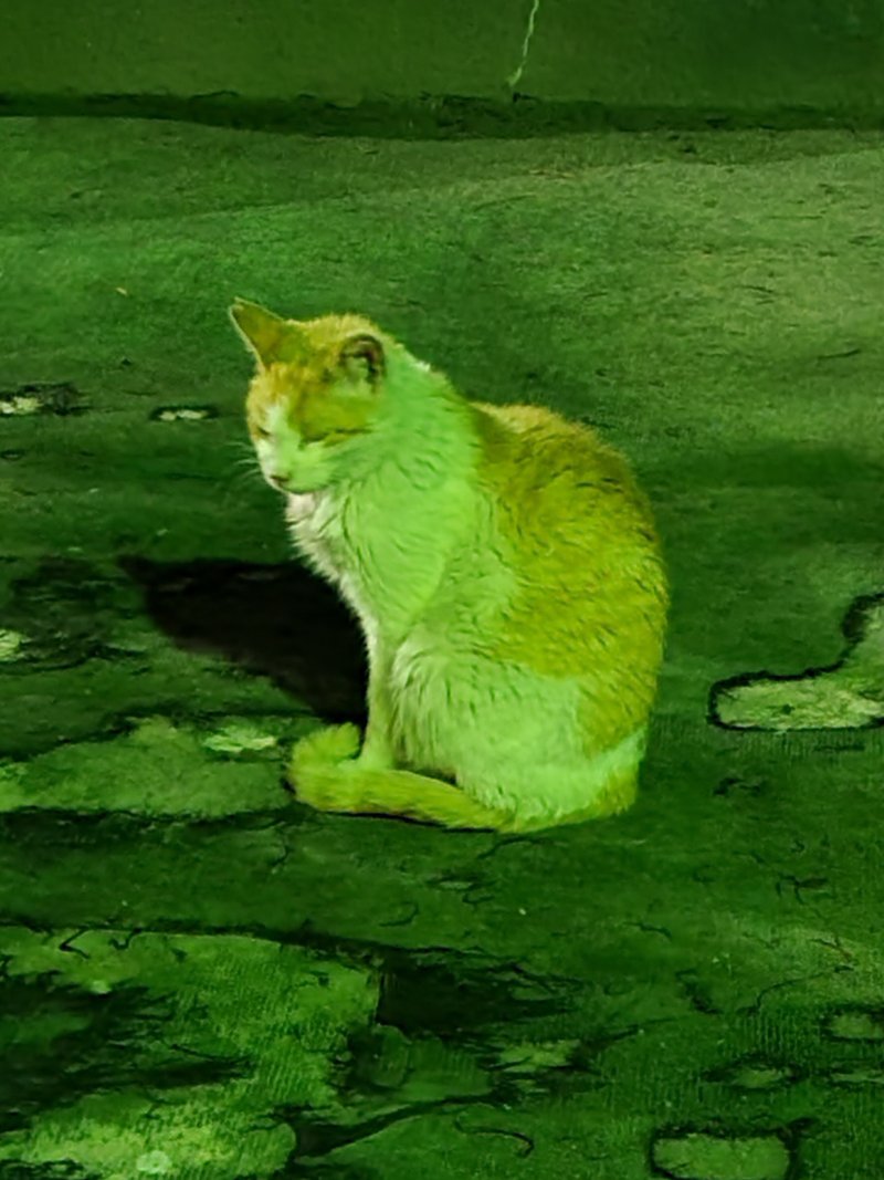 ねこ溜まった｜ユウキ・ミズハラ（ADVANCE）