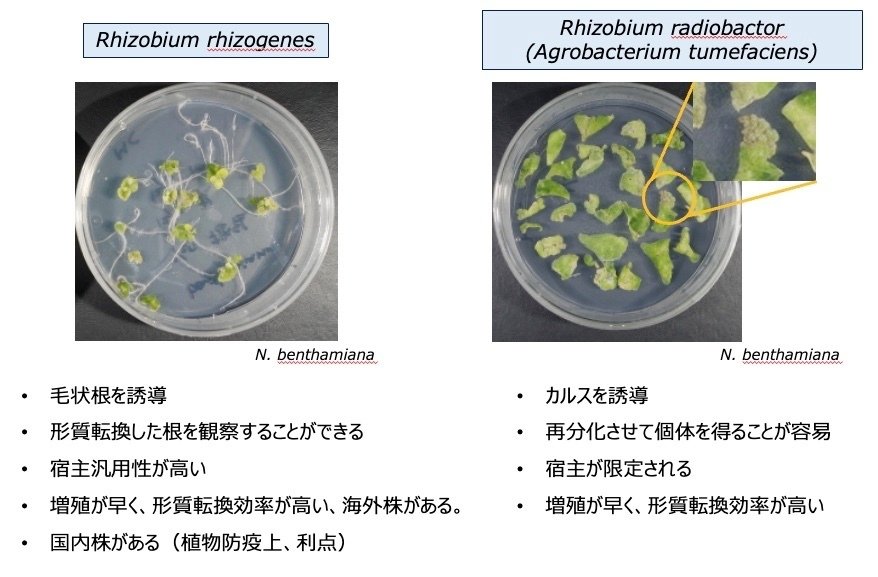 Rhizobium rhizogenes 毛状根形質転換法｜Shigeru Hanano （花野 滋）