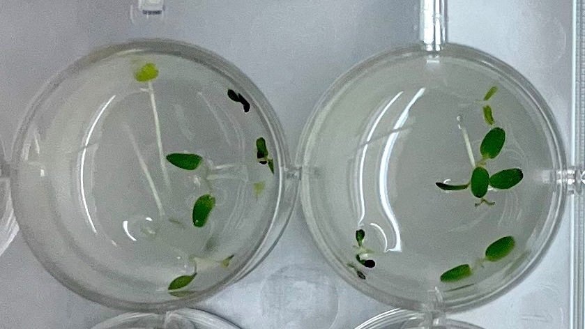 Rhizobium rhizogenes 毛状根形質転換法｜Shigeru Hanano （花野 滋）