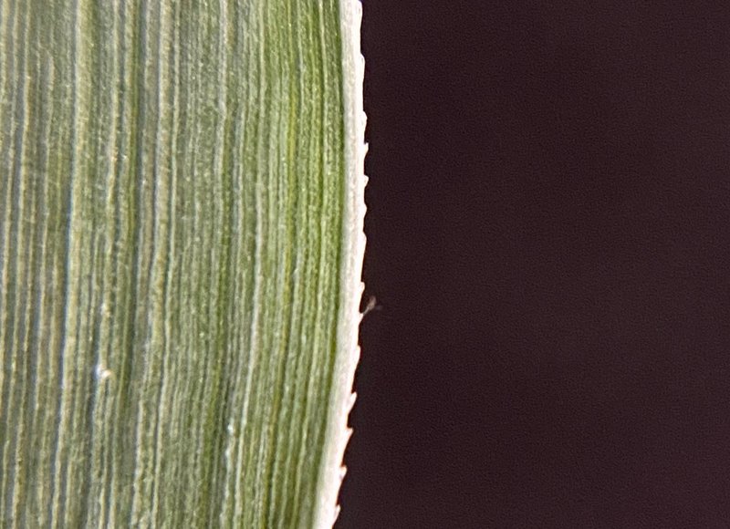 季節はずれもいいとこだけど、ススキ｜Tetsuya Maeda