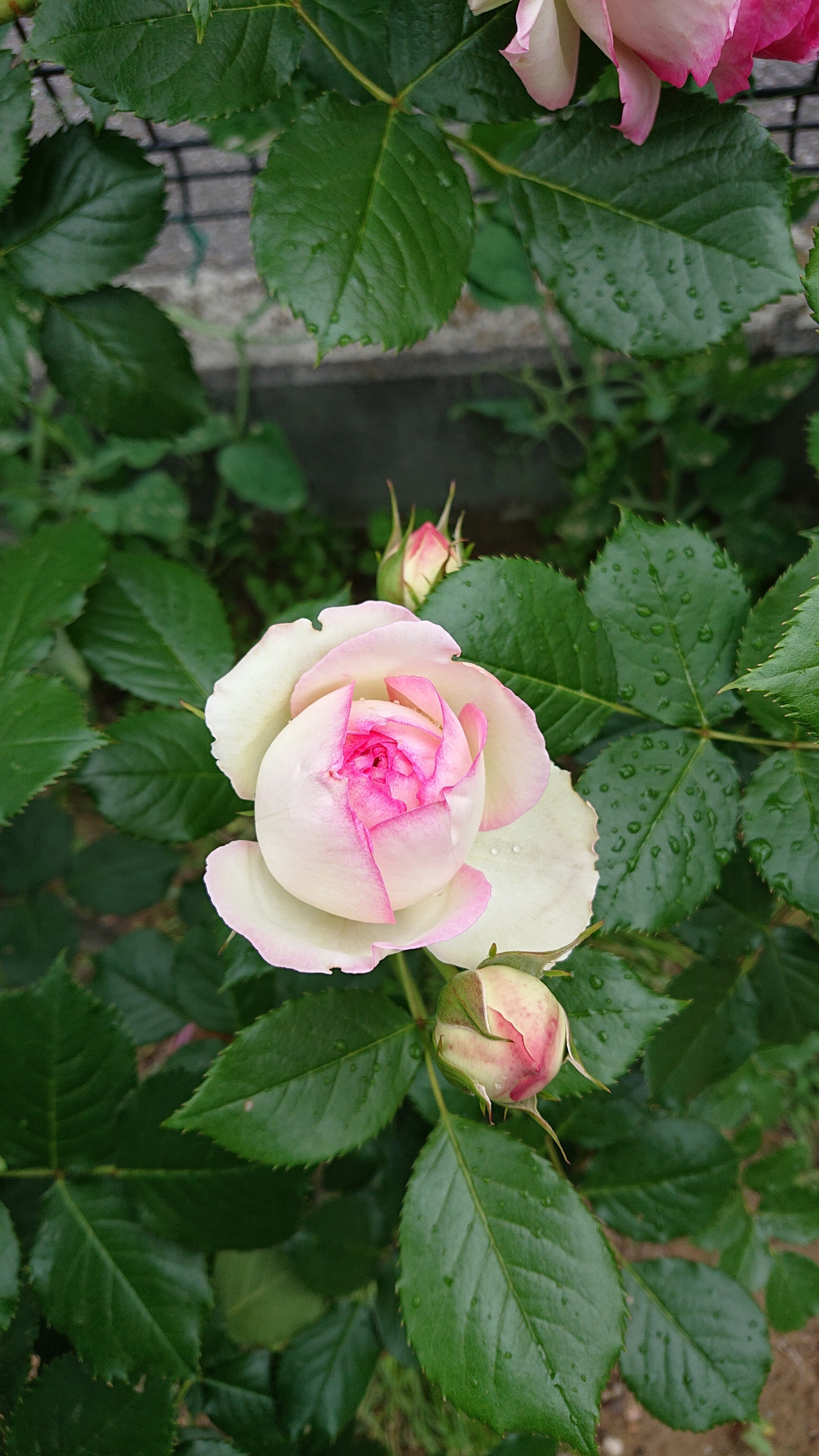 ピエール ドゥ ロンサール ブラン （バラ）｜Atsuko Kaneko