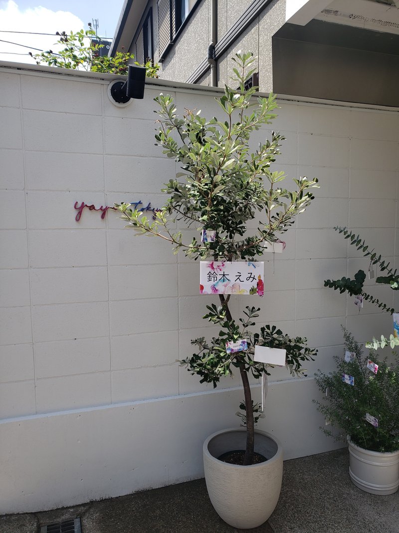 YAYOI TOKYO 7月オープン #128 鈴木えみさんおすすめ｜OtsukaYosuke 大塚陽介