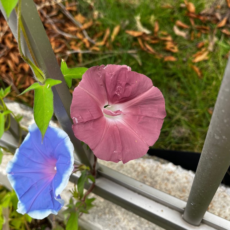 アサガオ｜niwaijiri_ken