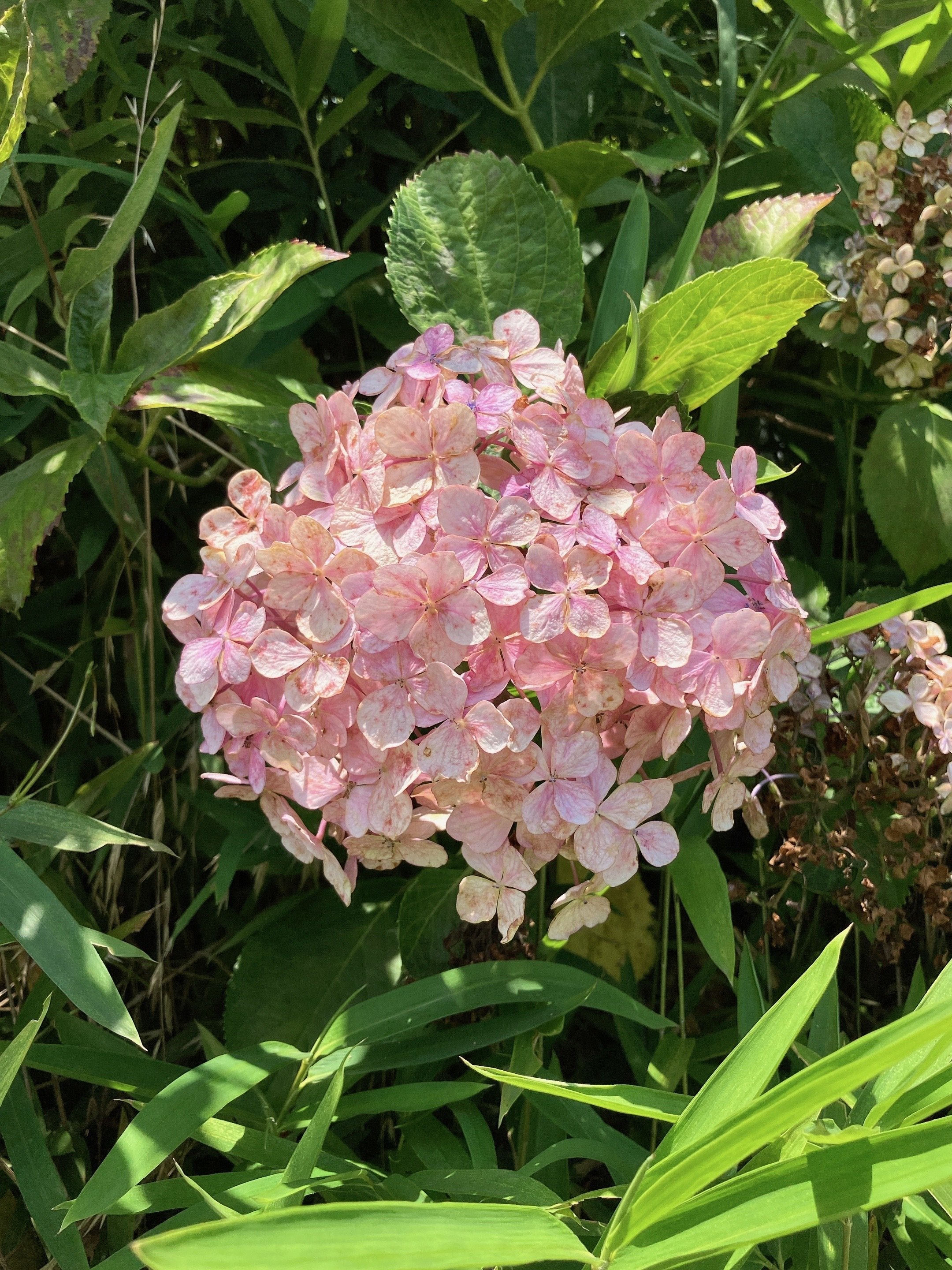 ALMOST SUMMER/OSAKA（フォト）｜swimmy_y