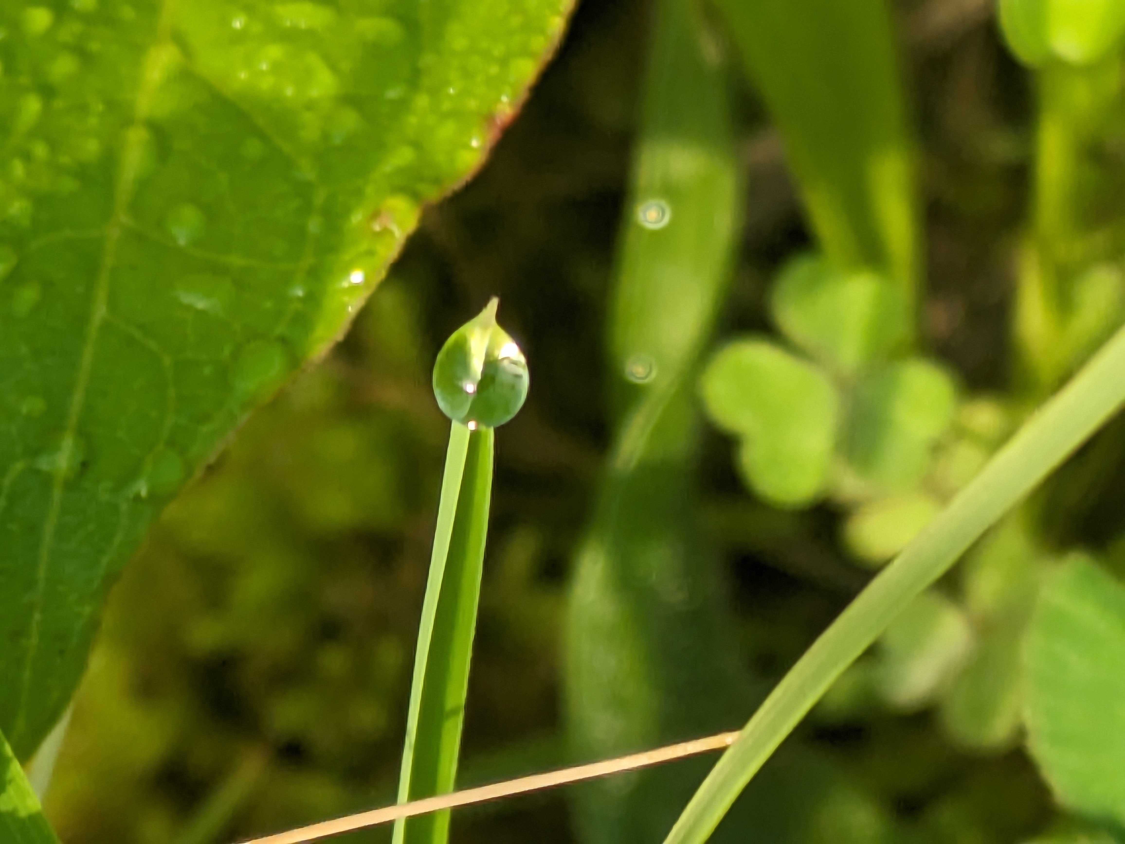 今朝は水滴の大漁？！｜ichiro70