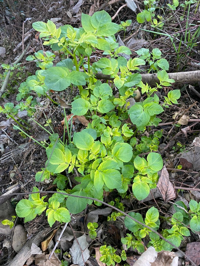 これも毒なの？ ジャガイモ｜Tetsuya Maeda