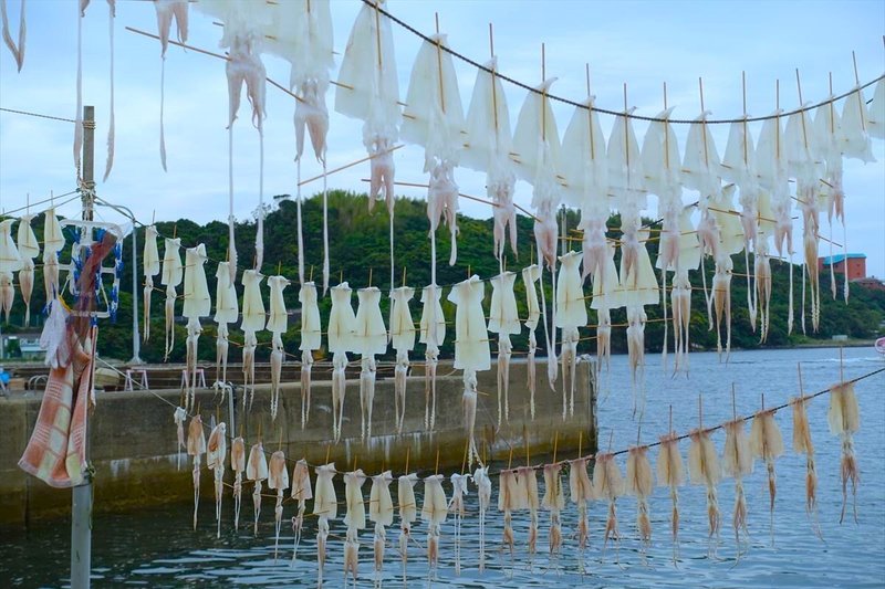 【呼子】男たちがぶつかり合う伝統の大綱引き＆透き通るイカ 国内旅行記・佐賀編Vol.4｜Tsuchinoco：ローファー旅