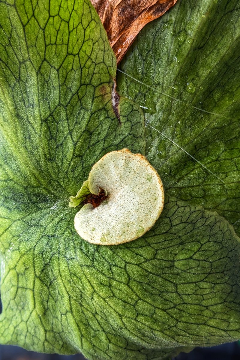 Amazonアソシエイトの実験｜kako_jun