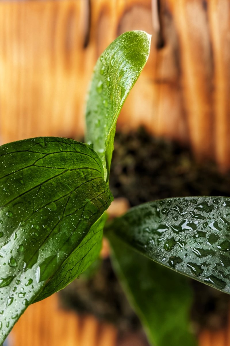 Amazonアソシエイトの実験｜kako_jun