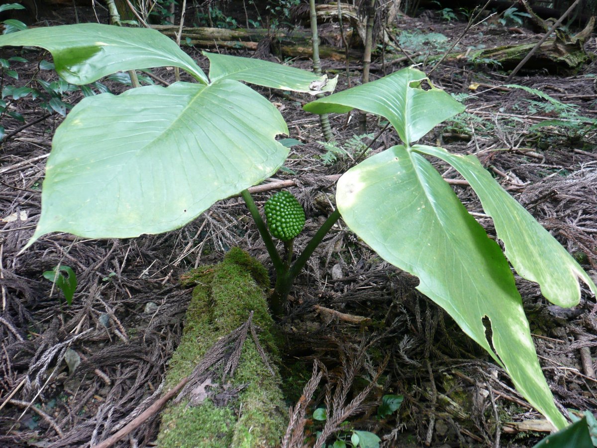 サトイモ科の毒？｜Tetsuya Maeda