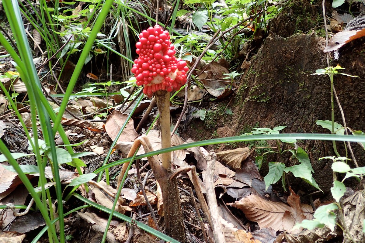 サトイモ科の毒？｜Tetsuya Maeda