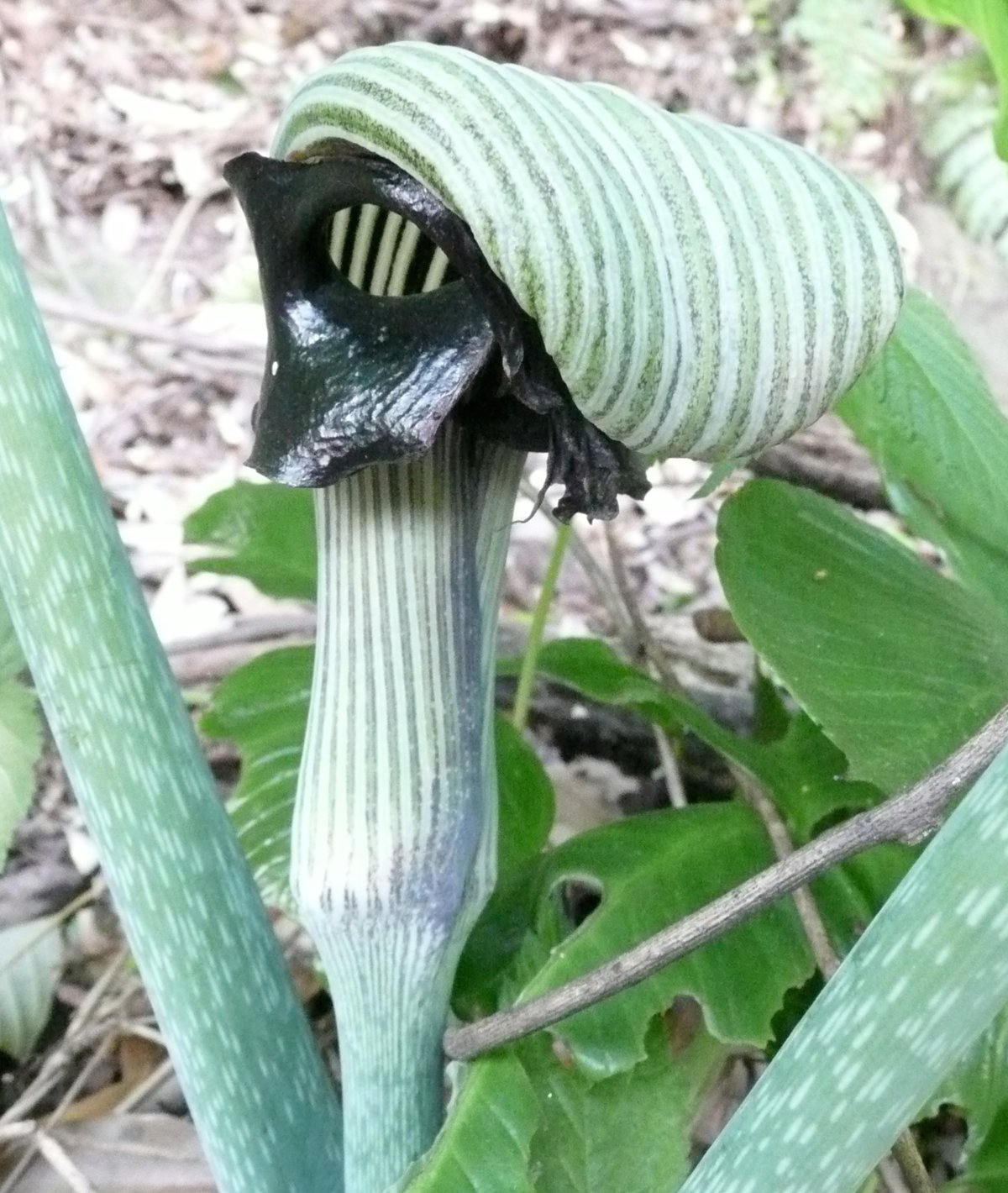 サトイモ科の毒？｜Tetsuya Maeda