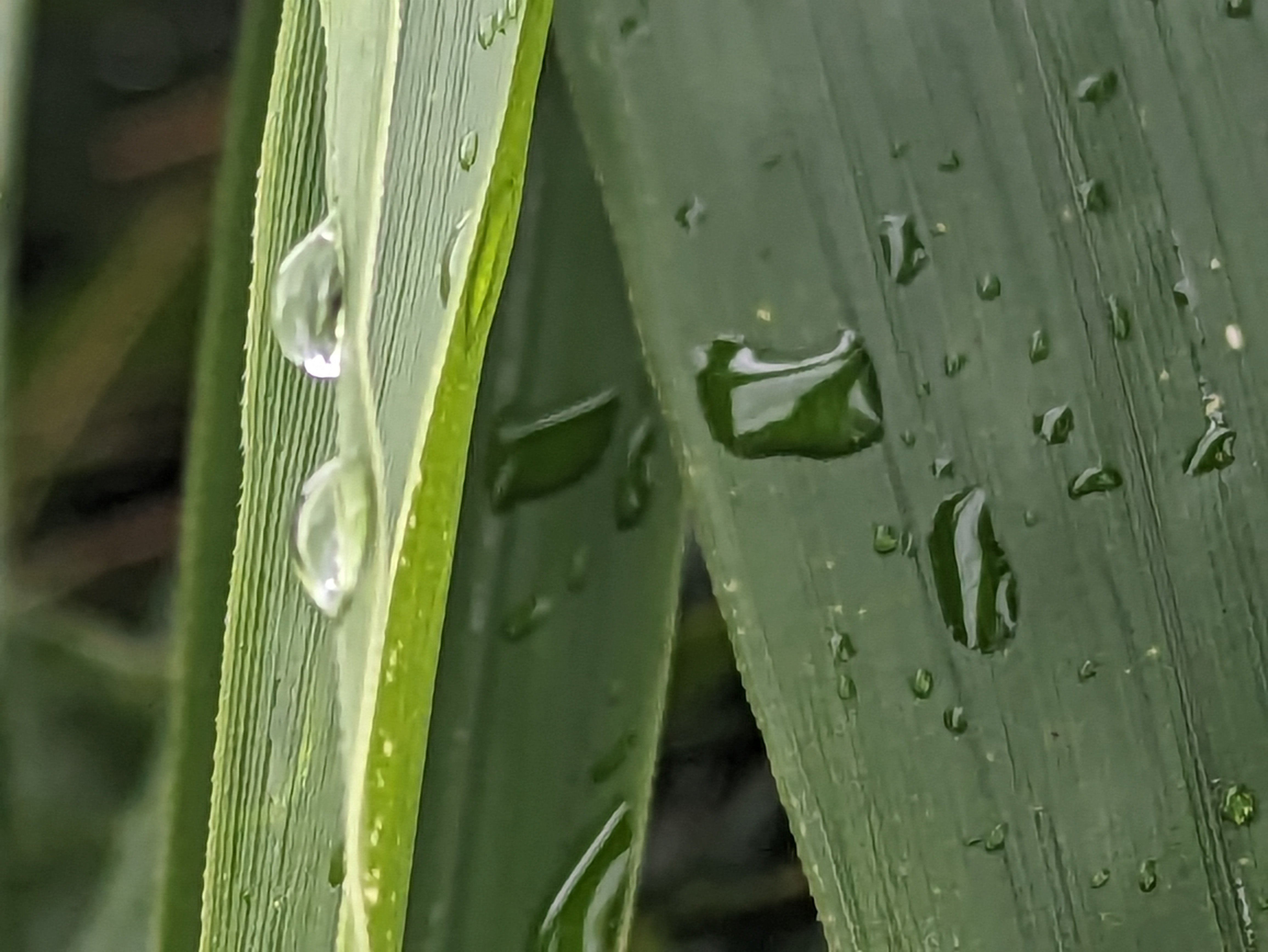 昼下がりの生垣で｜ichiro70