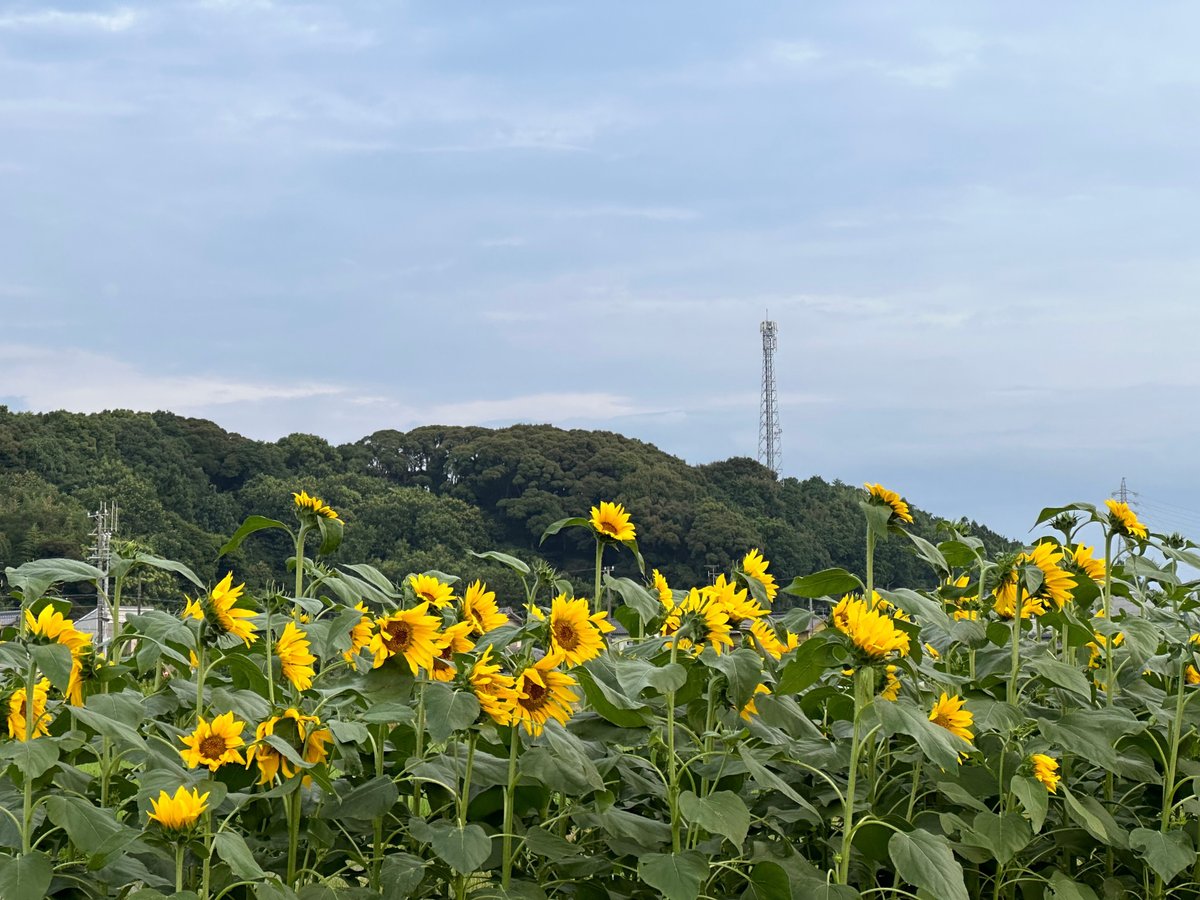 2023/7/13 浜北区で見つけたもの #ひまわり #ウスバカミキリ #三尺ささげ #交通事故｜NicePapa 平野 尚志