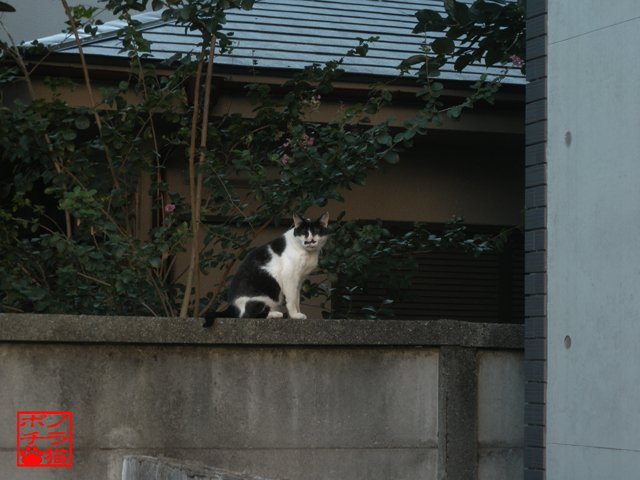 【1日1枚猫写真】ノラ猫ポチと自由猫 今日の過去猫写真4049|ノラ猫ポチ(猫の写真だけの場所)