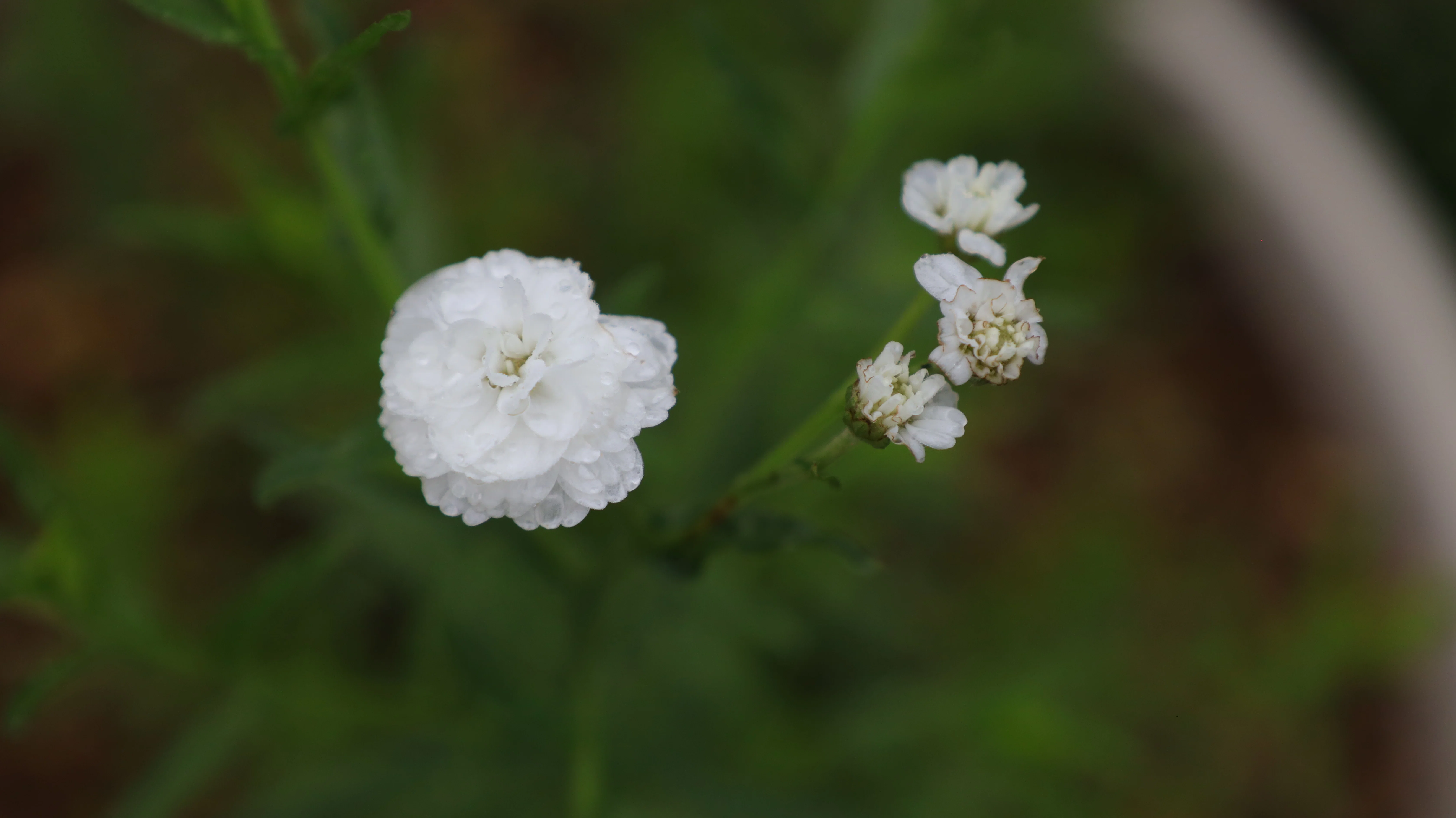 Scholarly of Yarrow's Picture.｜エフゲニーマエダ（平成林業。）