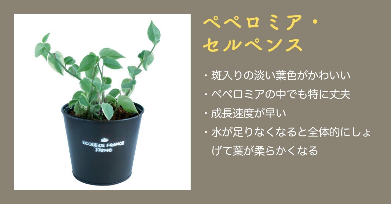 観葉植物 〜ペペロミアコレクション〜|22mm 観葉植物 〜ペペロミアコレクション〜|22mm