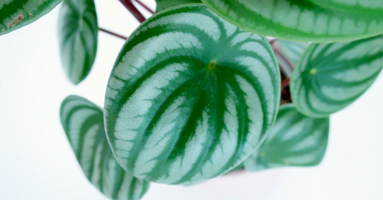 観葉植物 〜ペペロミアコレクション〜|22mm 観葉植物 〜ペペロミアコレクション〜|22mm