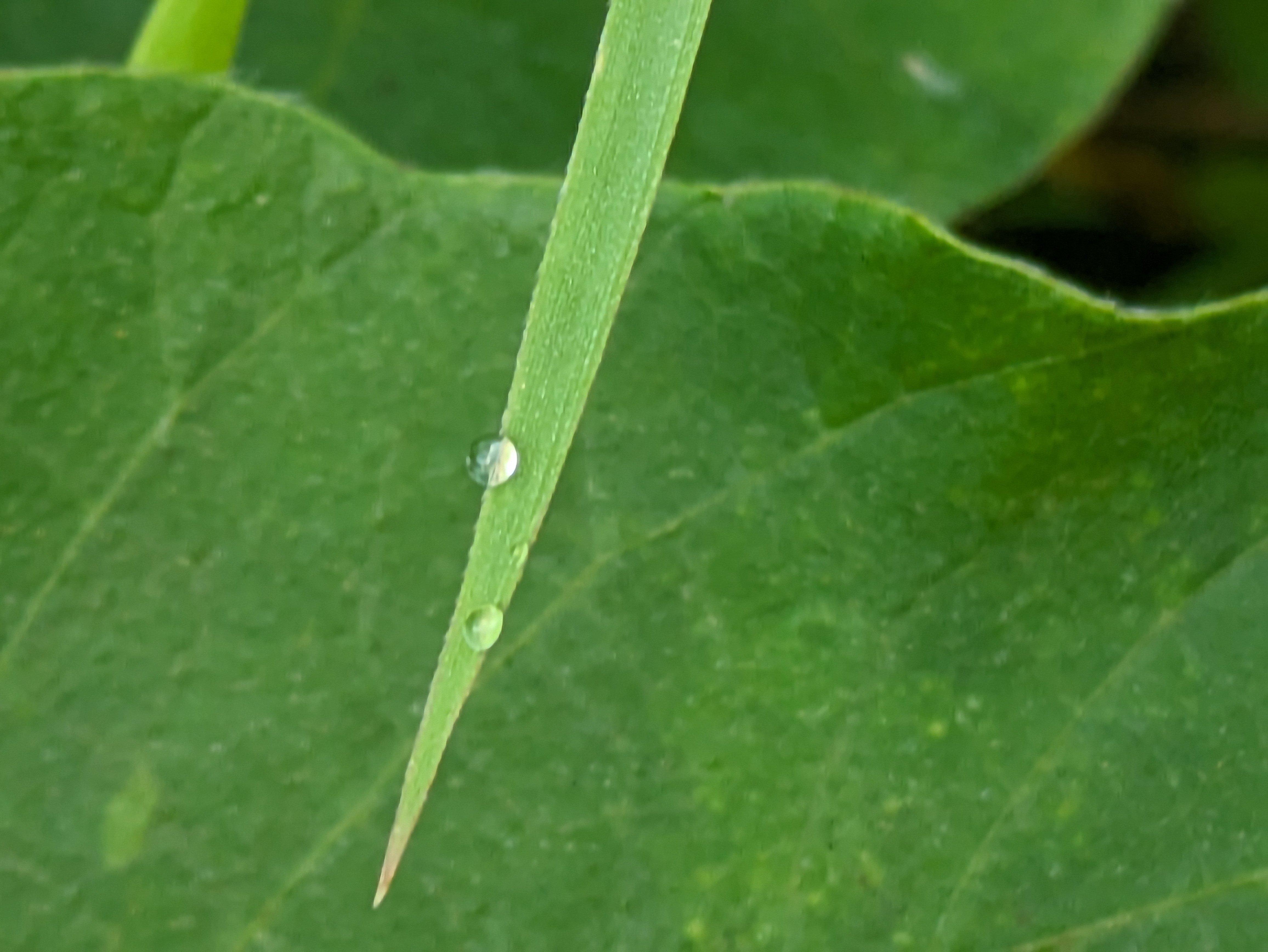 キラリ｜ichiro70