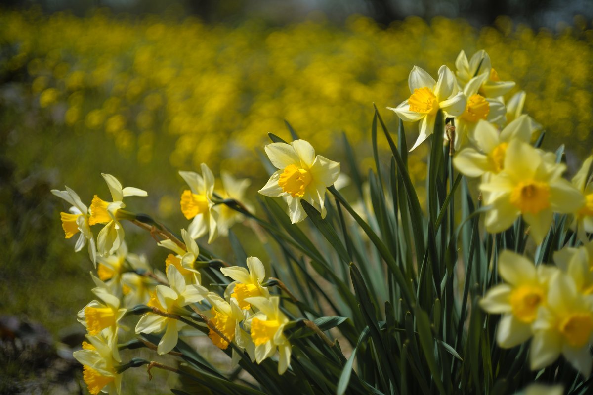 SIGMA fpとズミクロンの話。【レンズ紹介】｜Hiroto Sasaki(しぐれそう)