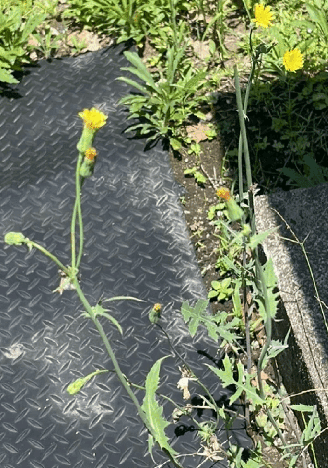 ハルノノゲシ｜Makisey