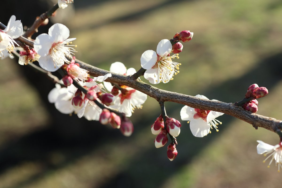 ありがとう、Canon EOS M100｜umeri