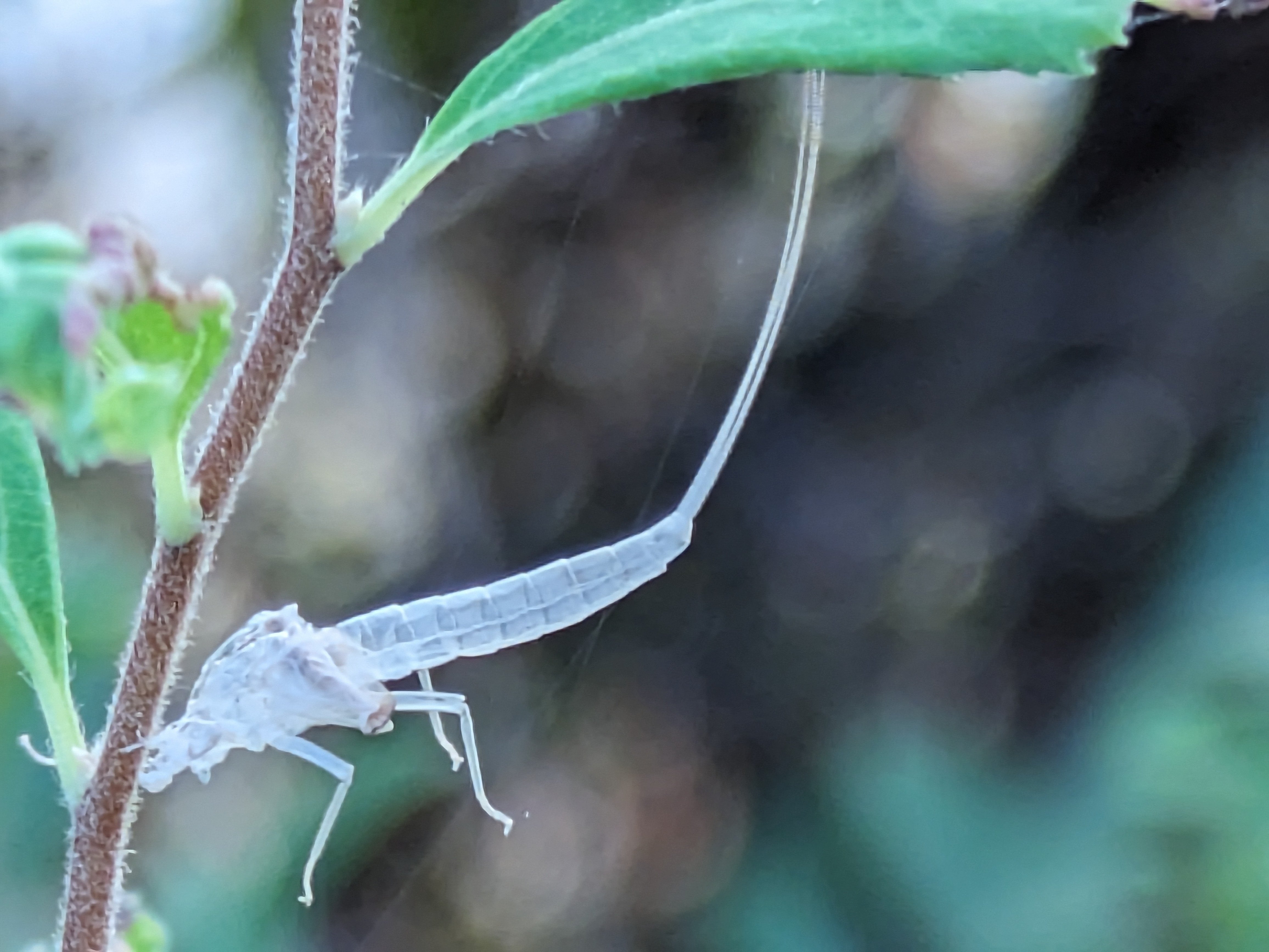 揺れて虹色｜ichiro70