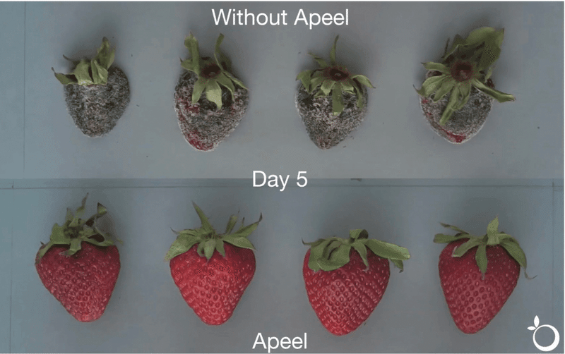 『Apeel Scienceと食品の未来〜長持ちする食品の秘密を解き明かす〜 』｜はるき🍽