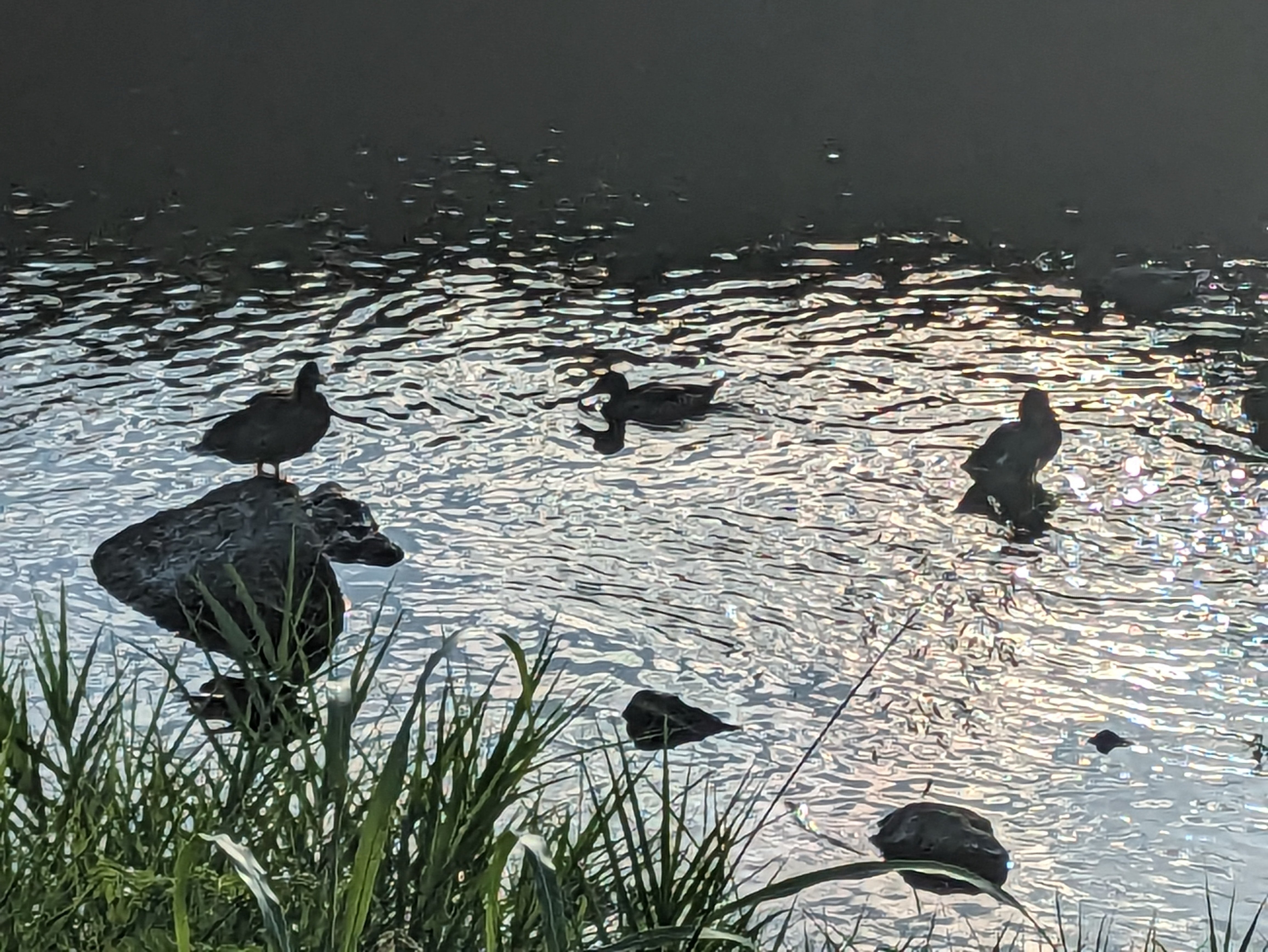 賀茂川の水面｜ichiro70