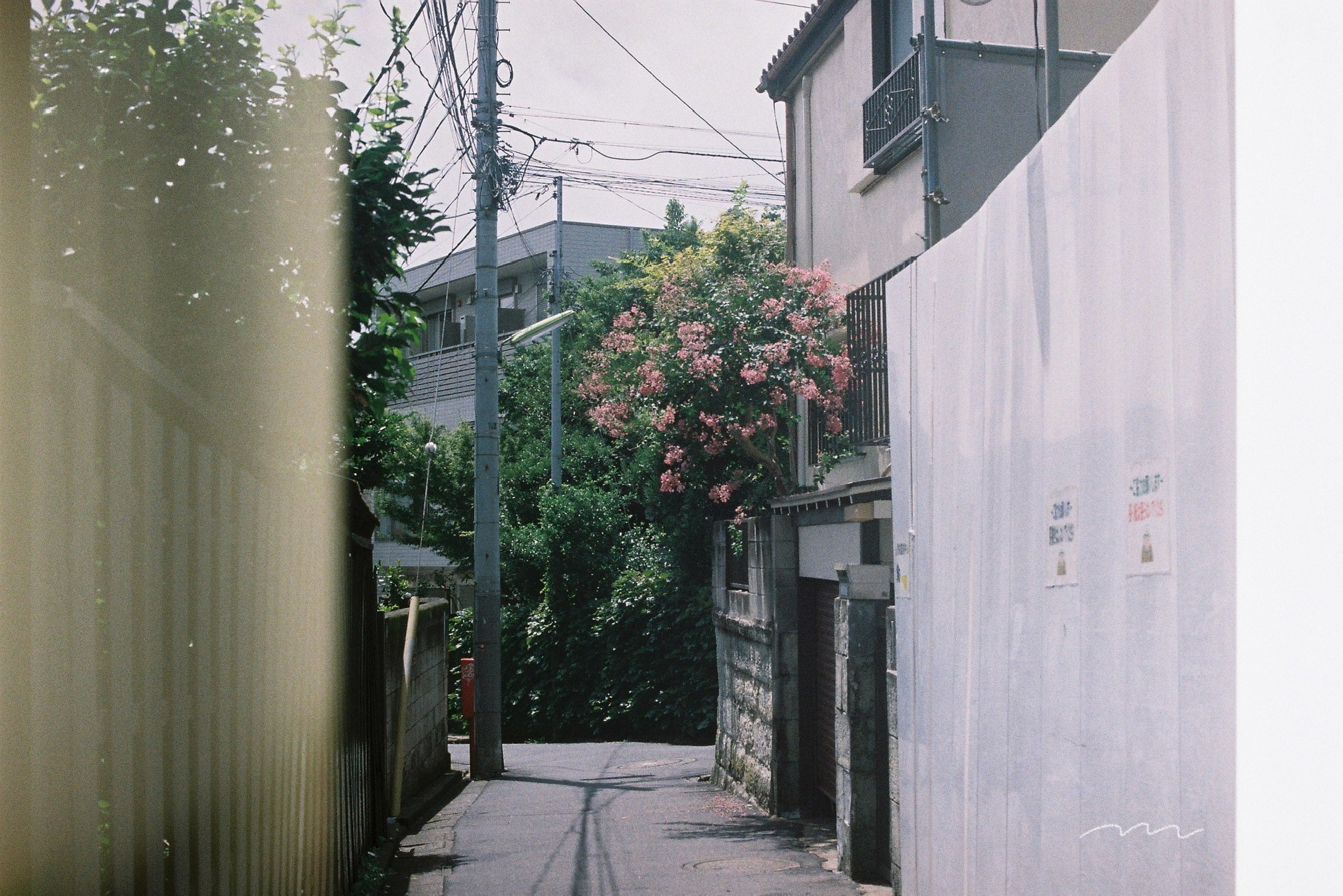 たいようのひかり｜miwa_n